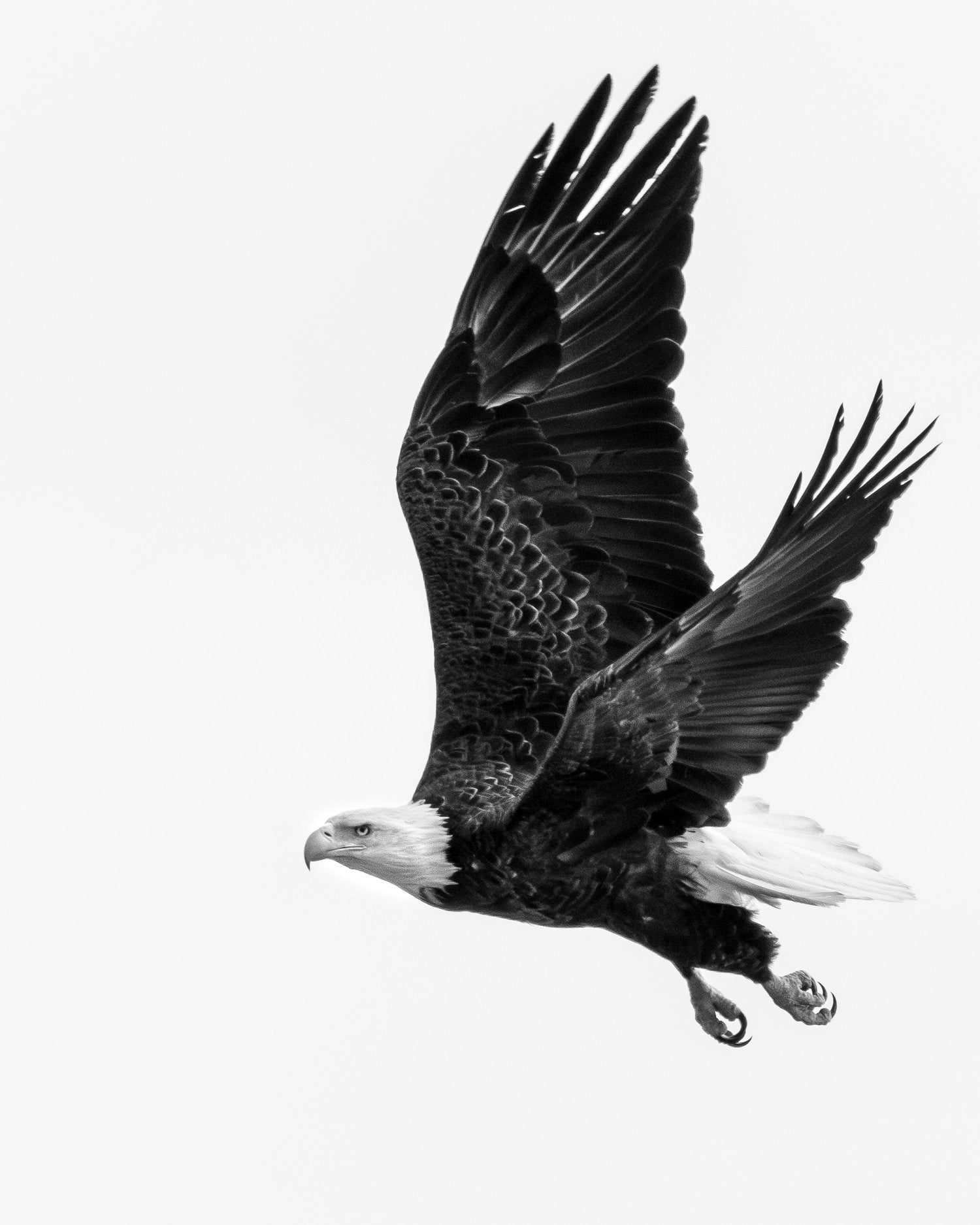 American Icon – STEELE BURROW PHOTOGRAPHY