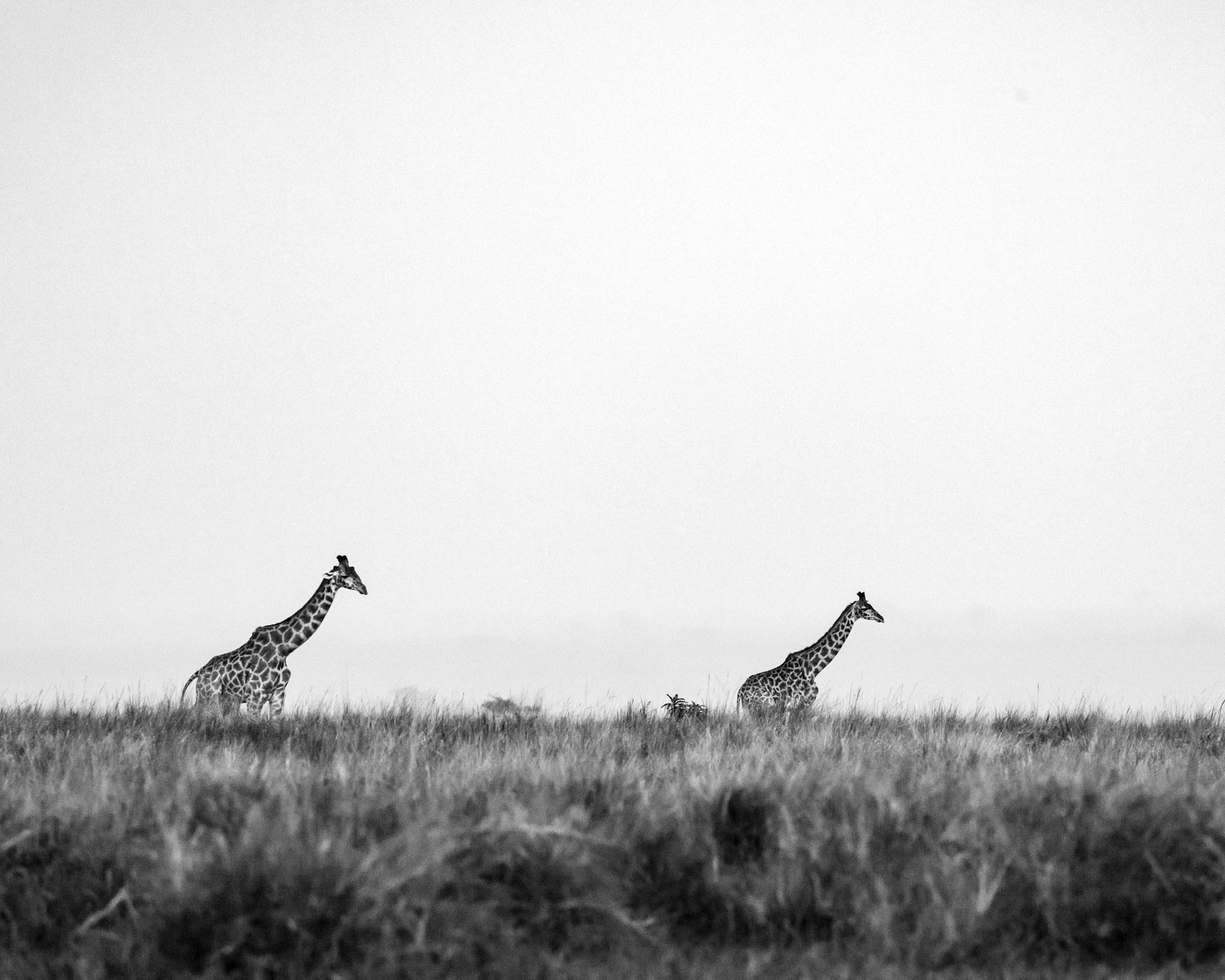 The Lookouts – STEELE BURROW PHOTOGRAPHY