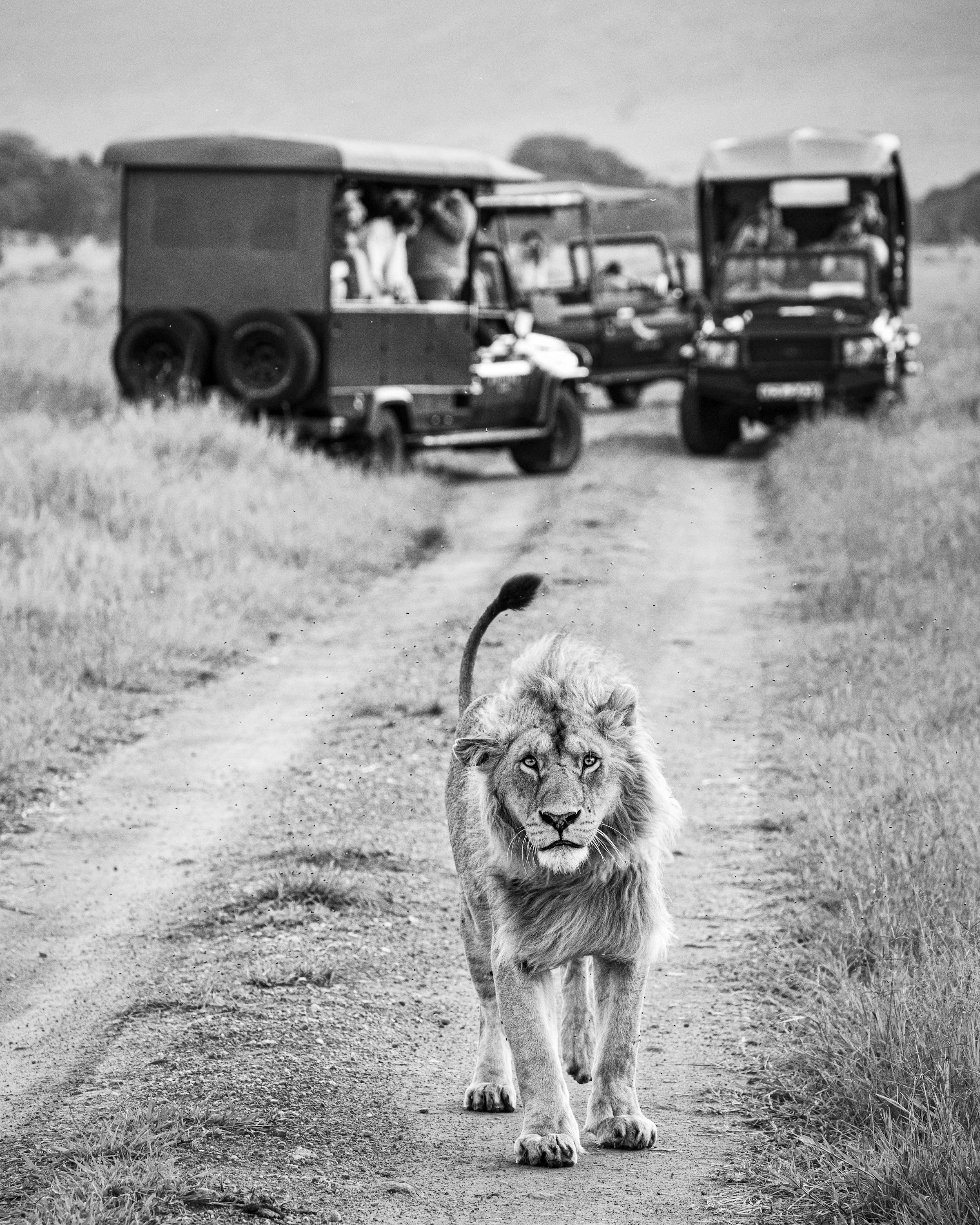The Faceoff – STEELE BURROW PHOTOGRAPHY