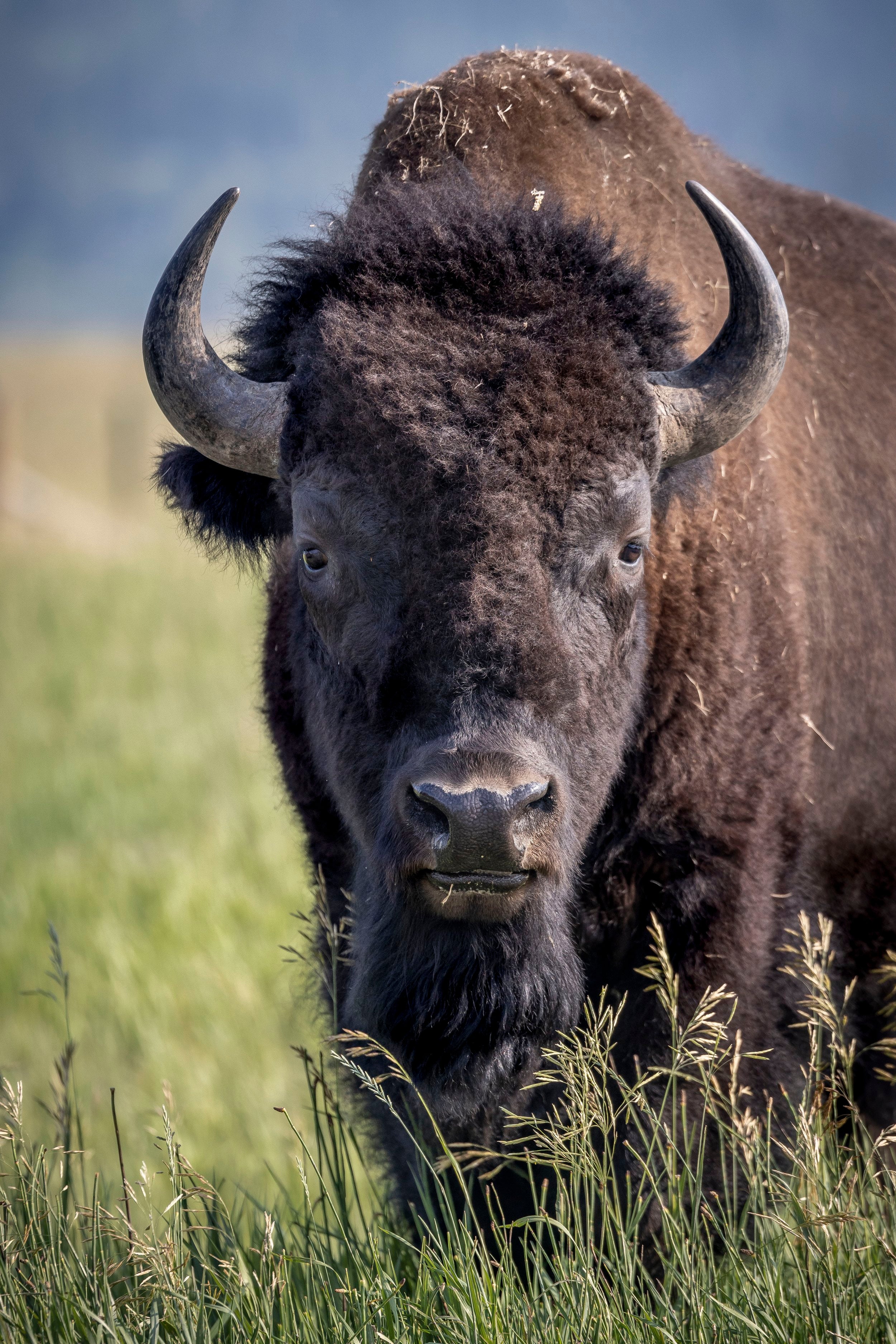 Face Off – STEELE BURROW PHOTOGRAPHY